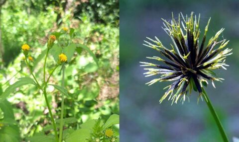 Amor seco - Productos los Hornillos NG